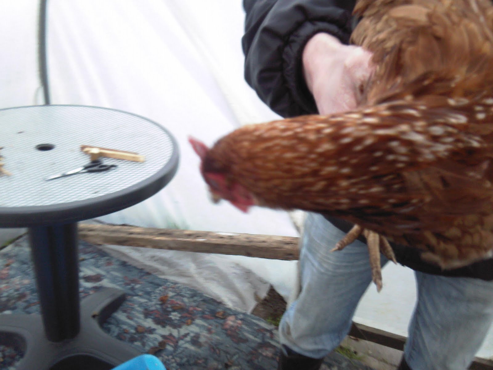 4 kids, 2 guinea pigs one happy family: 6 Chickens, 4 kids, 2 guinea ...