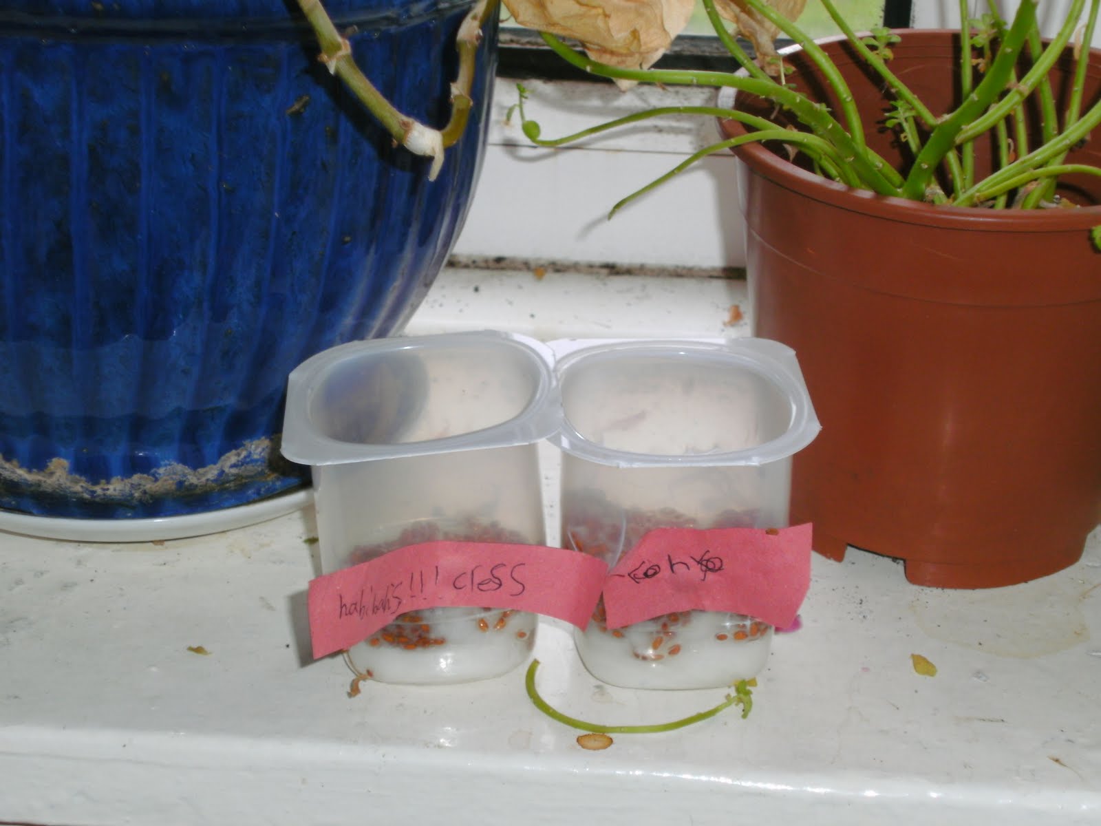 home school home: growing cress