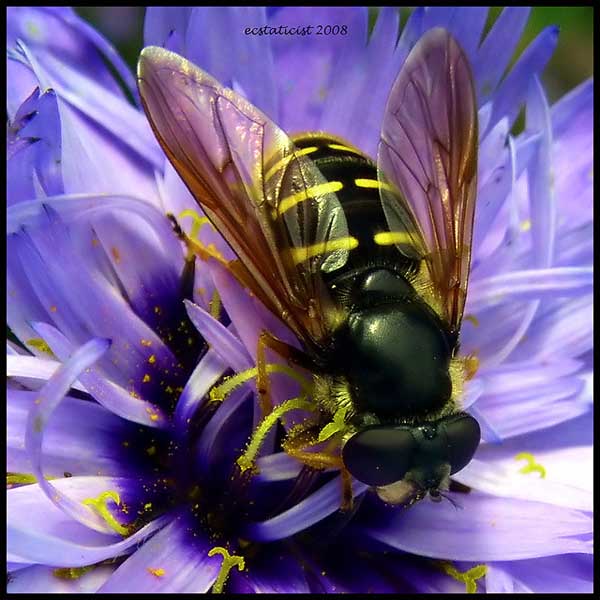 67 Macro Photography of Insects | Design Arena