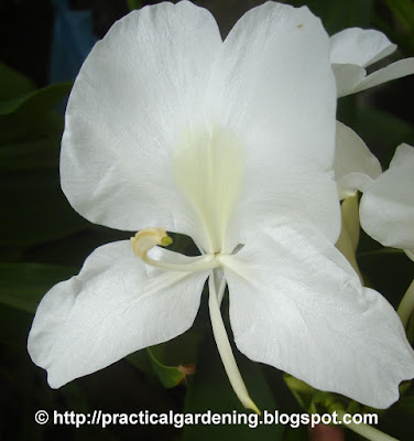 Practical Gardening: Camia or White Ginger (Hedychium philippinense or ...