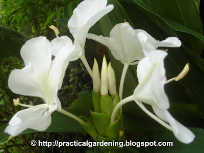 Practical Gardening: Camia or White Ginger (Hedychium philippinense or ...