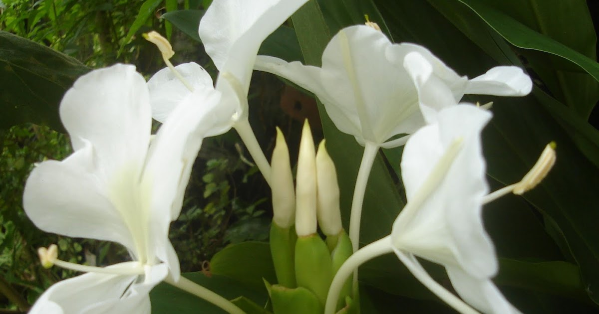 Native Philippine Flowers