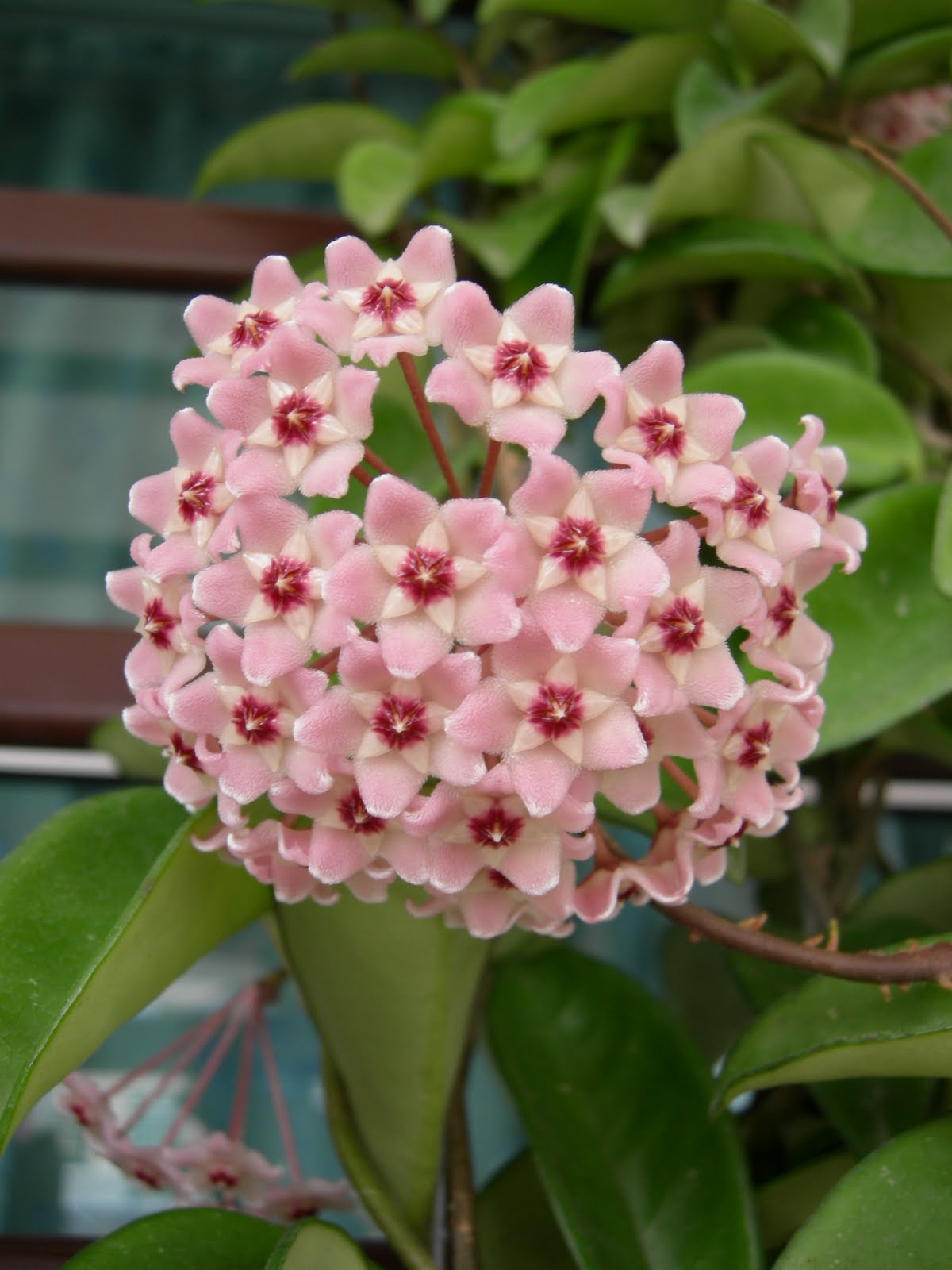 MY HOYA'S COLLECTION: June 2010