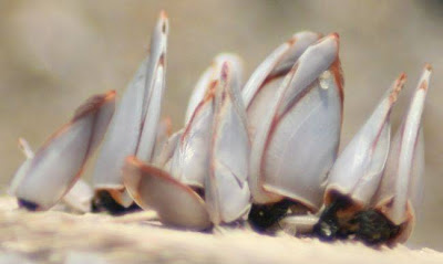 Ibnu Ir Fadzil: Makhluk Pelik Terdampar Di Pantai