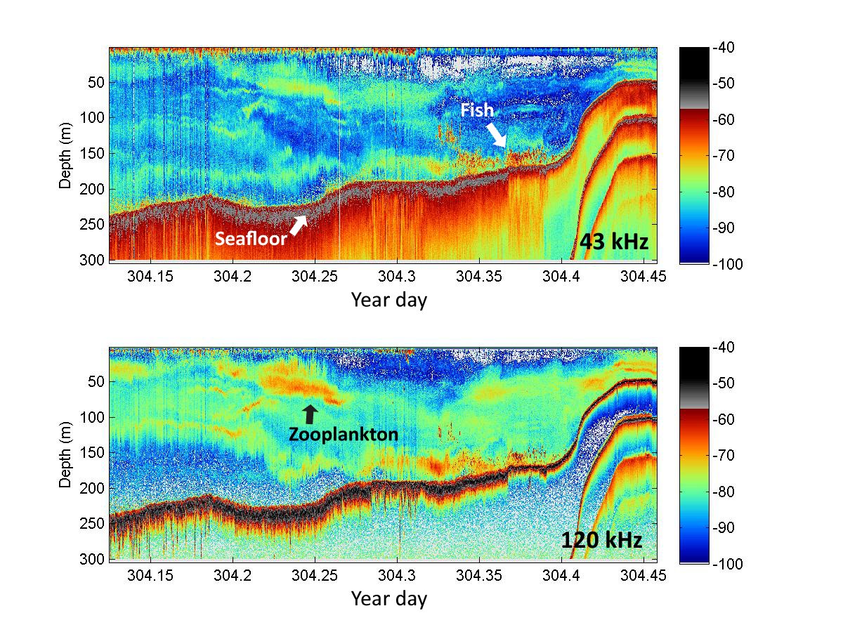 Charismatic Microfauna: Counting krill by sound