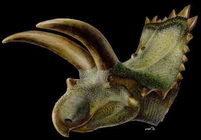 Love in the Time of Chasmosaurs: Ceratopsian Wrangling