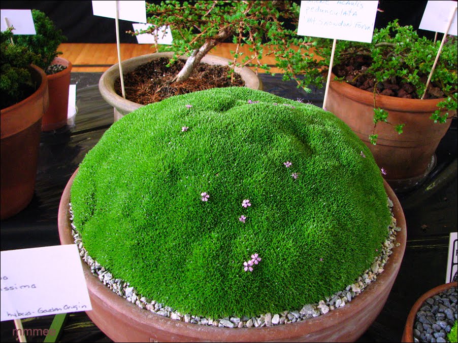 My Garden: Vancouver Island Rock and Alpine Plant show and sale