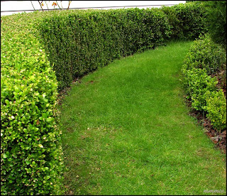 My Garden: Gardening in June