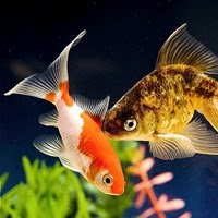 Type Of Fish To Stock In Tropical Freshwater Fish Tank Aquariums ...