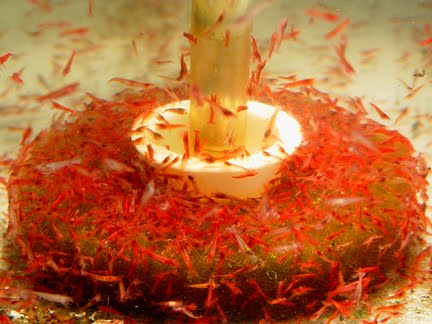 Setting up a New Freshwater Shrimp Aquarium | Planted Aquarium: One ...
