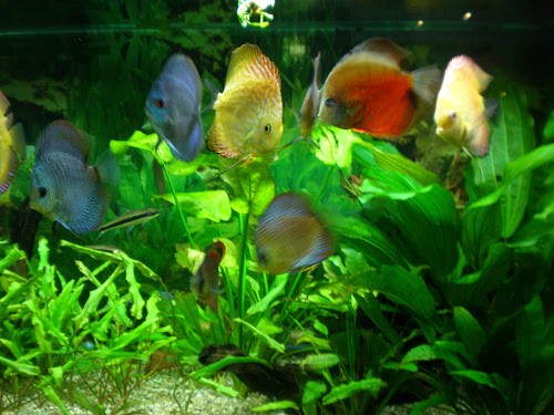 Planted Aquarium: One-stop Destination for Aquarium Lovers: August 2010