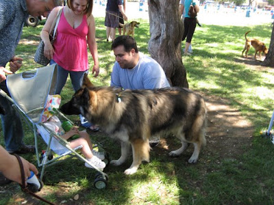 Sparta ISSA Shiloh Shepherds: Welcome to the Sparta Shilohs Contact Site!