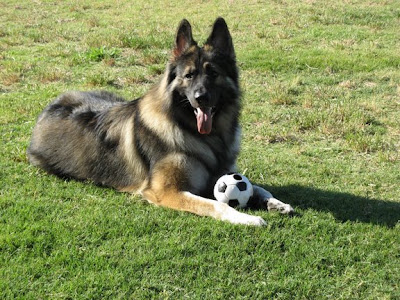Sparta ISSA Shiloh Shepherds