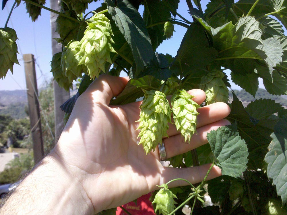 Chillindamos Homebrewing: Hop Harvest, First Pickings