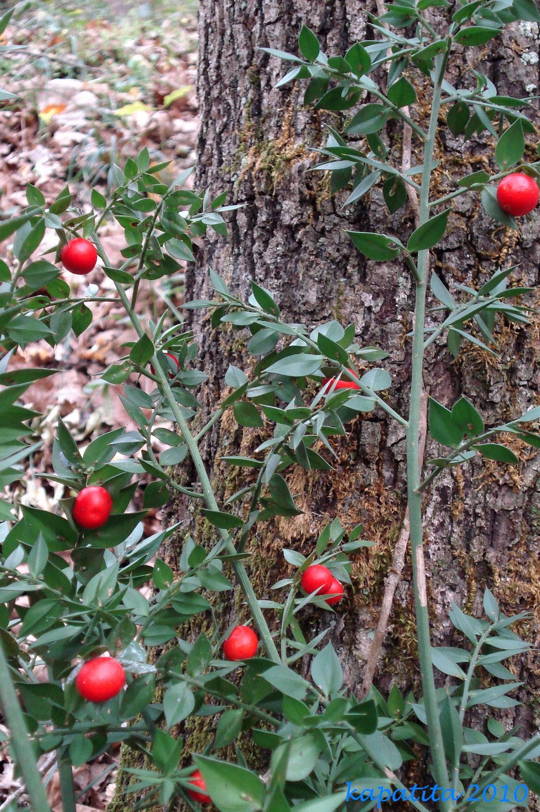 Entre deux rives: Fragon dans la forêt de "Belgrad"