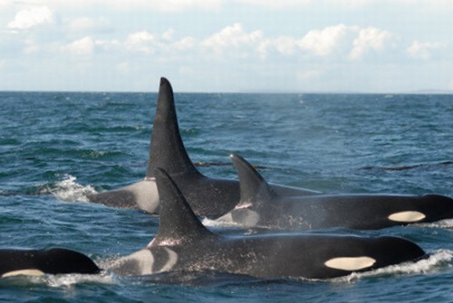 Durango Washington: An Orca Pod is Touring the Seattle Area Off Alki Point