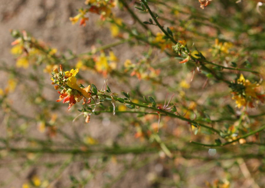 Bright Stars Wildomar: Colors and Recovery, Lizards and Flowers