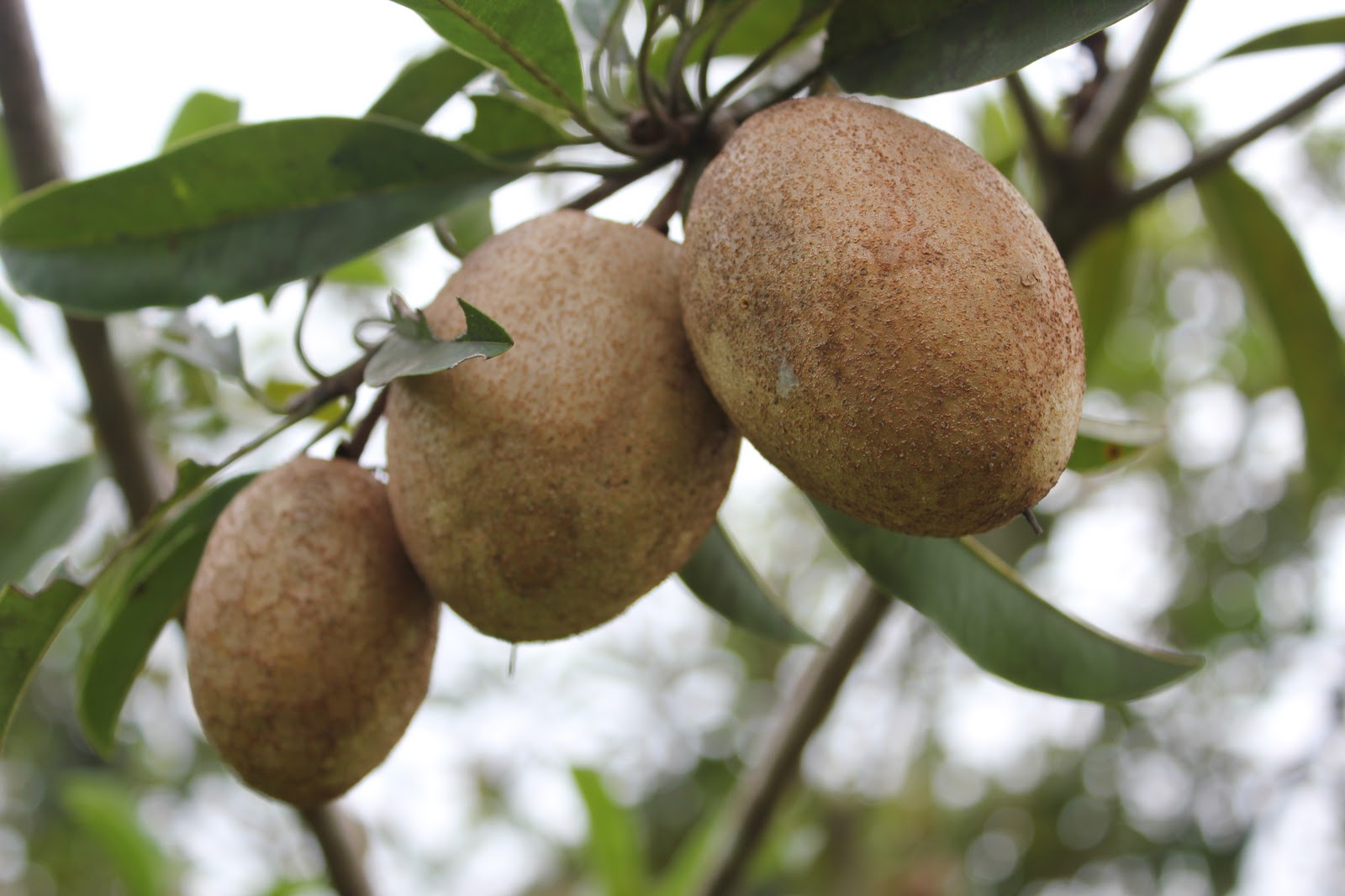 Life on The Farm: Sapodilla's Turn