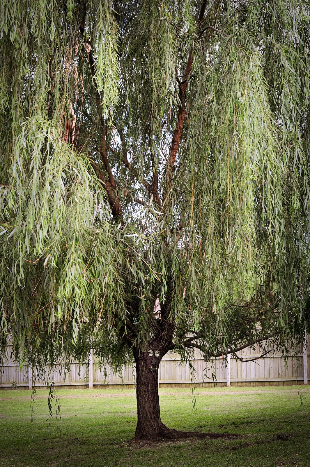 The Gridiron Girl's Guide to the Good Life: Adventures in the "Willy Tree"