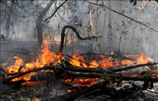 Problemas Ambientais: Queimadas
