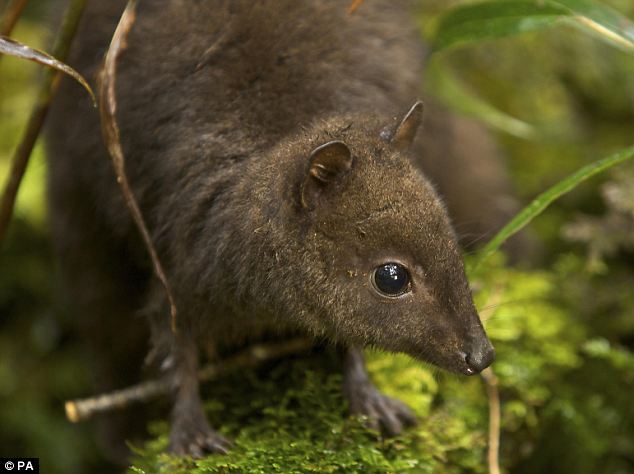 Penemuan Spesies Hewan Baru di Indonesia | ScienceAndri