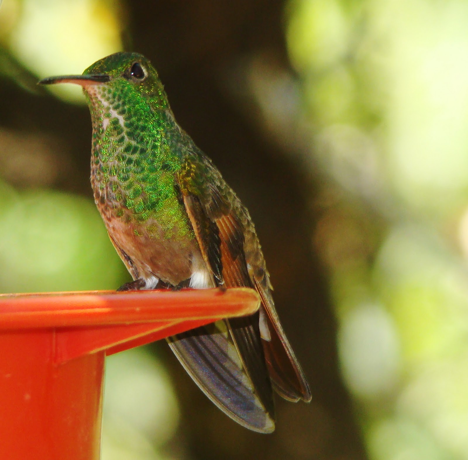 The Plover Nest: Hummingbirds of Southeast Arizona