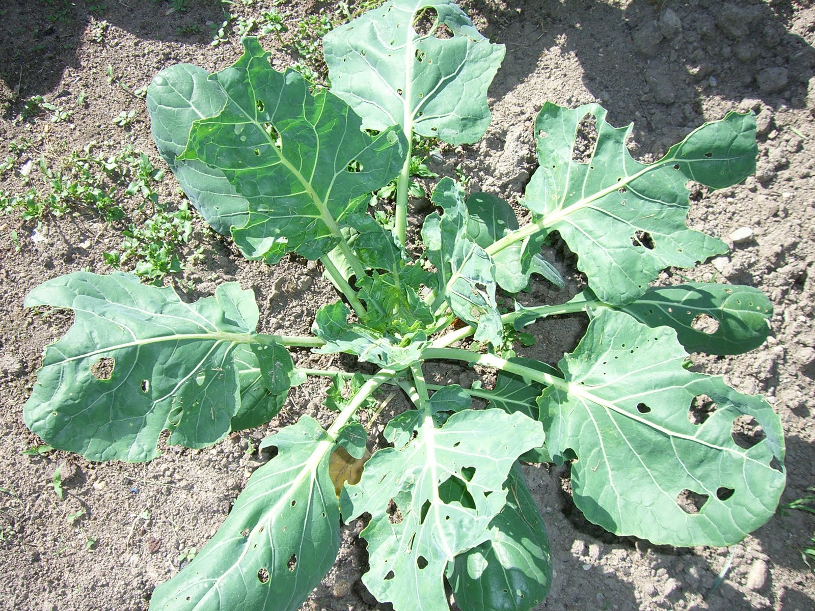 can you eat brussel sprout leaves