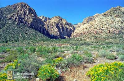 Bonnie Rannald's Photo-Explorations in focus with nature. : Red Rock's ...