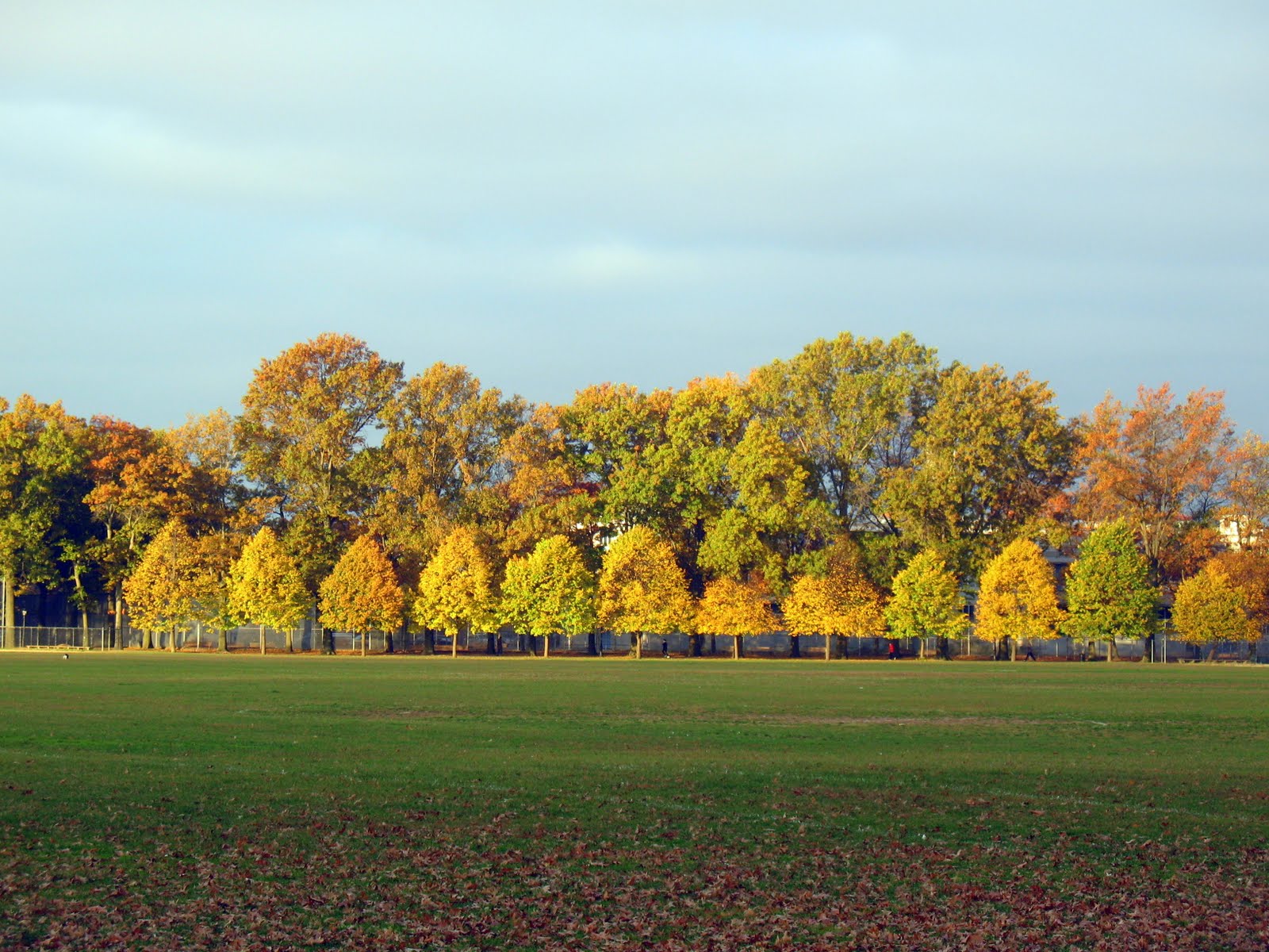 Mille Fiori Favoriti: Trees at Daybreak