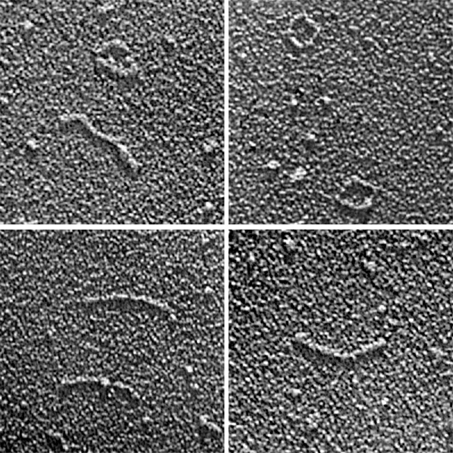 Plant Viruses and Viroids | Microscopes Blog