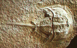 Les LIMULES ~ MERveille-NATure