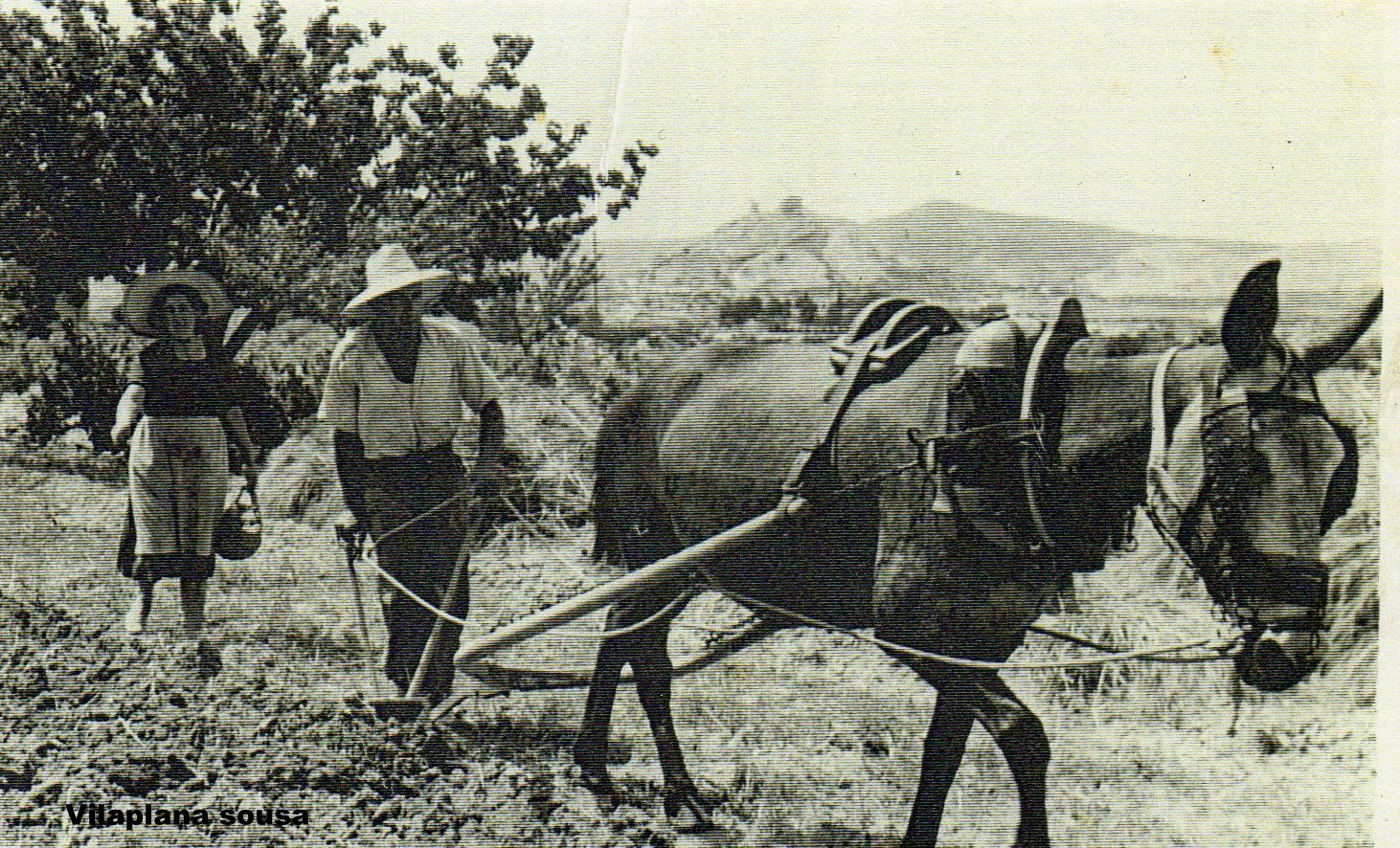 VILAPLANA SOUSA ONIL: La vida en el campo 1900-1950.