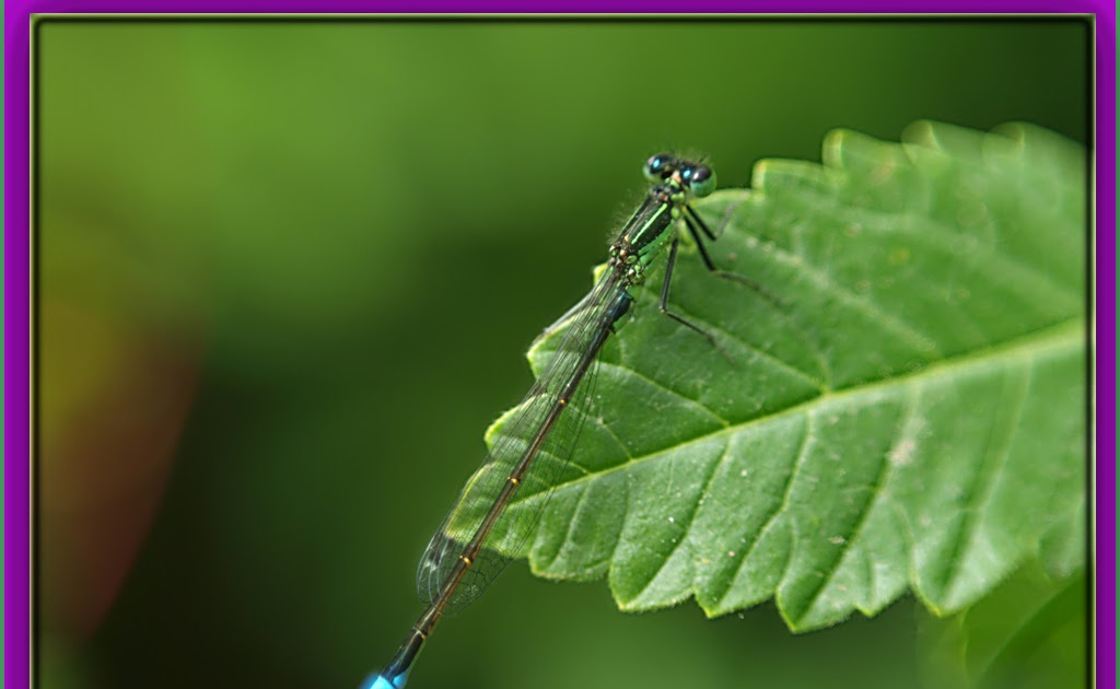 Insectos de La Rioja: Ischnura graellsii (Caballito del diablo)