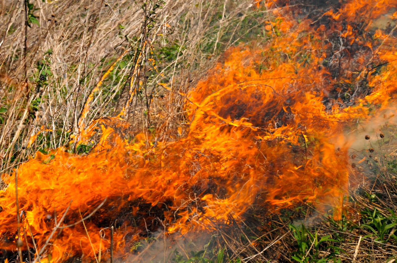 Flight....for the land: The Prairie Fire