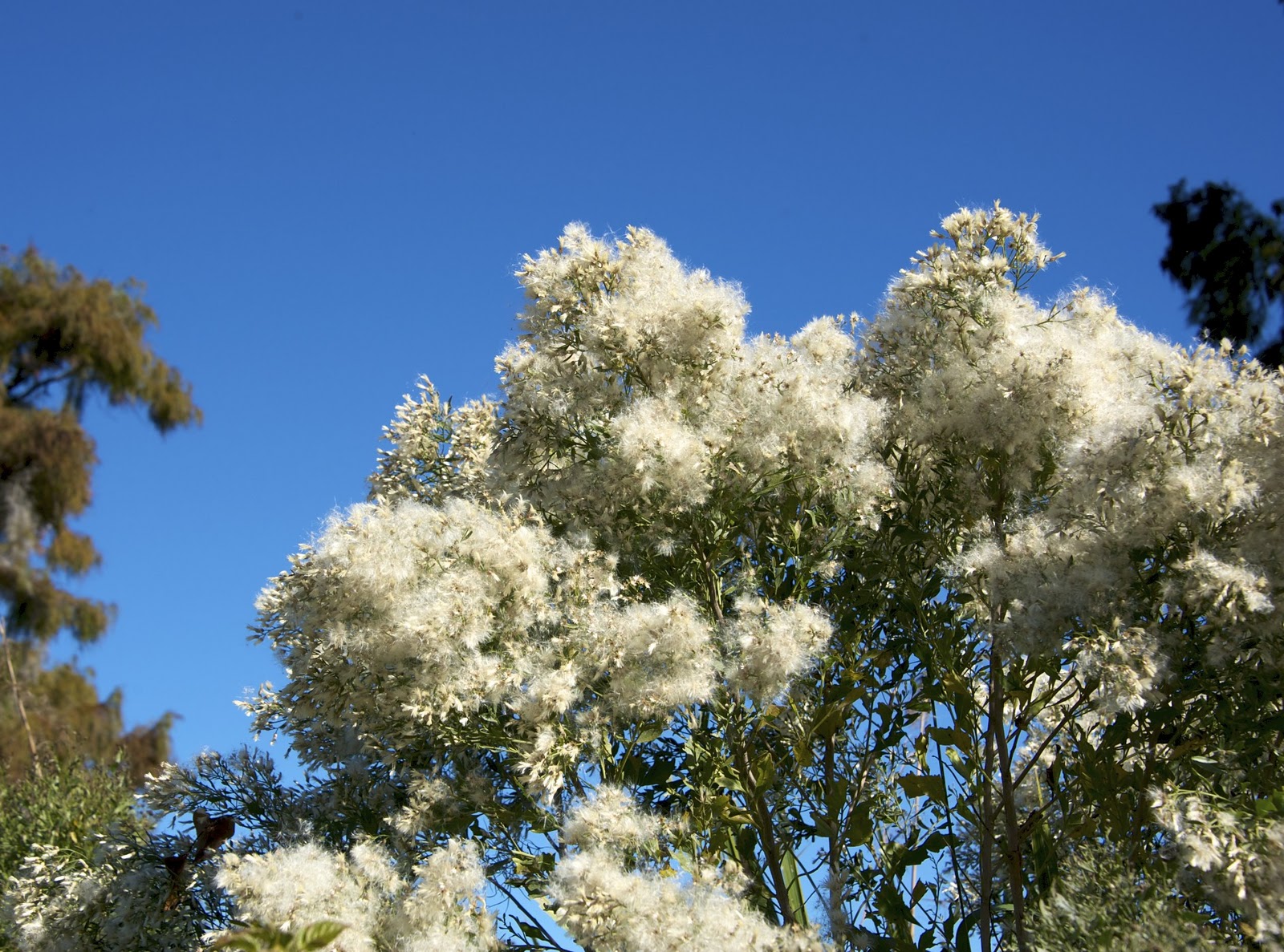 The Flight Continues...: The Altamaha River