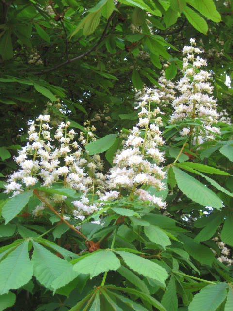 Donde quede alguna flor: AESCULUS HIPPOCASTANUM (Castaño de indias)