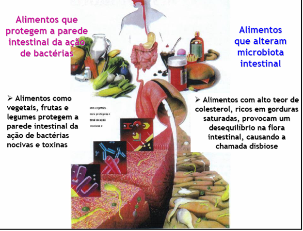 NUTRICIONISTA FERNANDA DE BITTENCOURT / IÇARA SC: Disbiose Intestinal