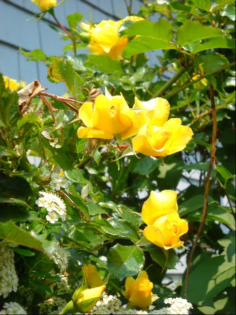 Seaside Stitches: May 2010