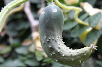 Fold, Fallow and Plough: Alas! Cucumbers Succumb To Bacterial Wilt