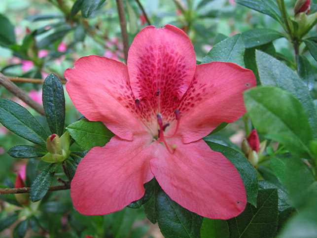 Fold, Fallow and Plough: Foliage Friday: Gumpo Azalea