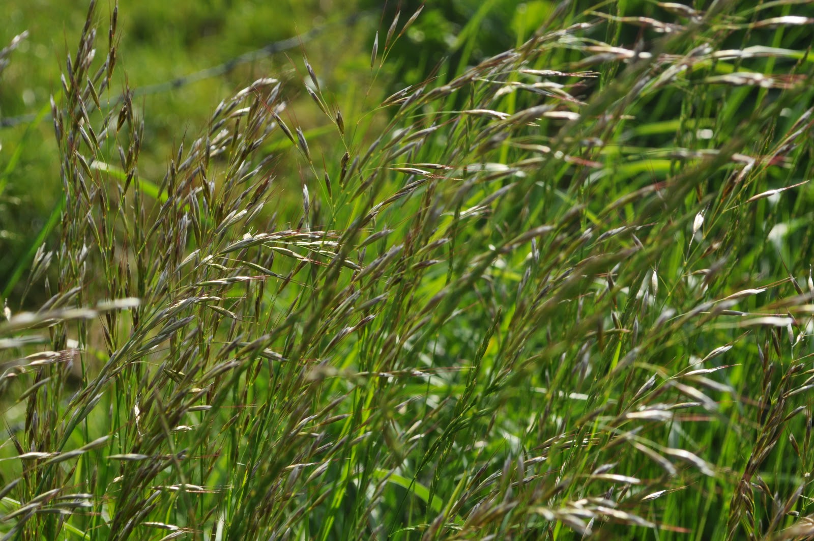 Ingas tankställe: juni 2010
