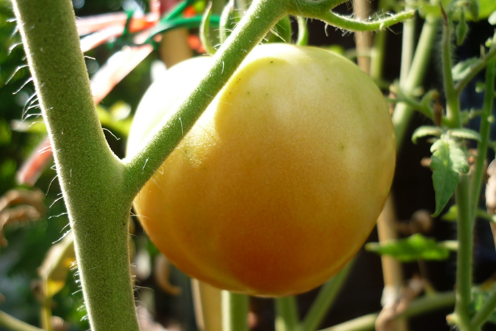 My Little Potted Garden: Harvesting of one single tomato!