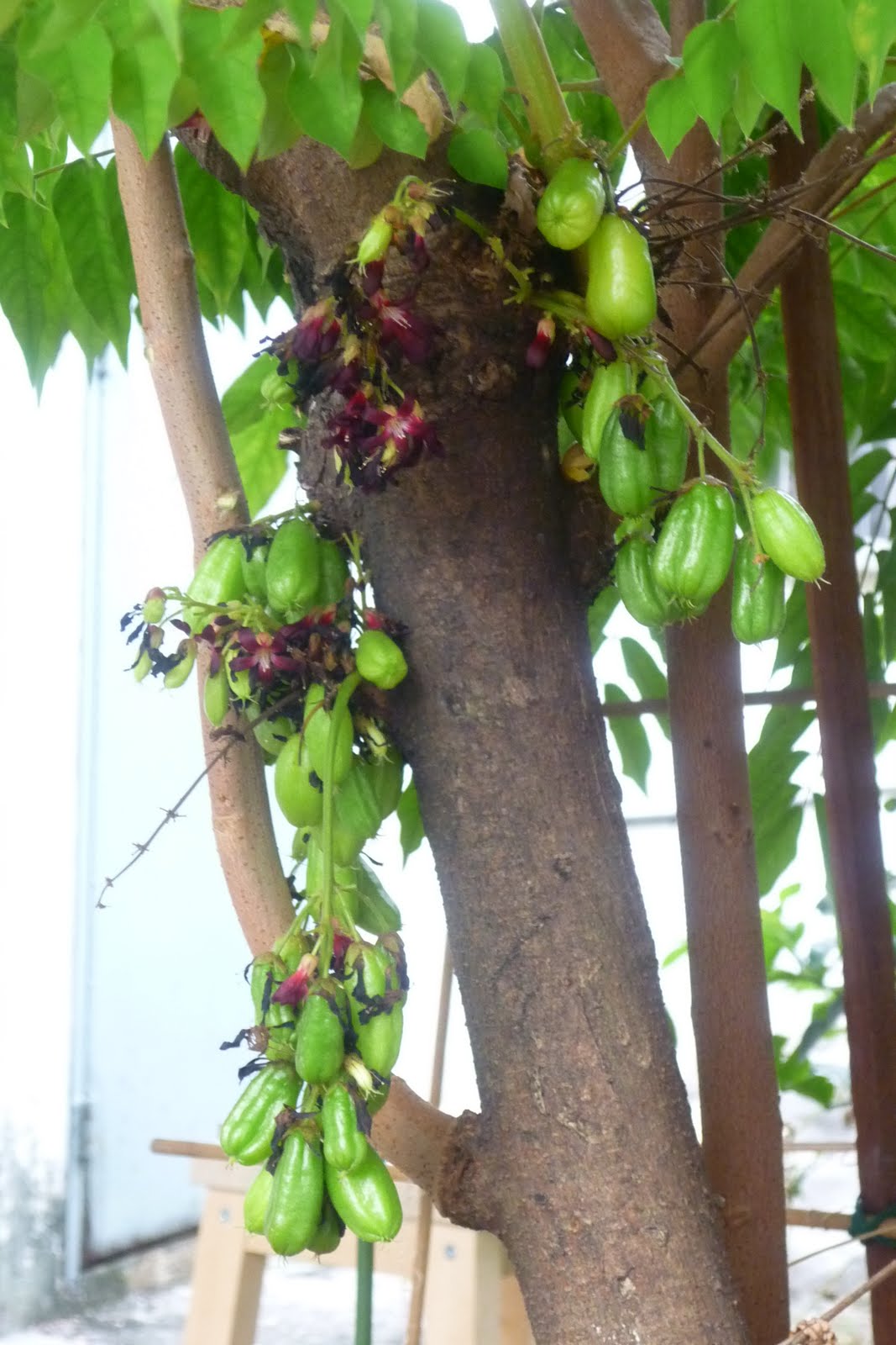 My Little Potted Garden: Bird Nests on Belimbing Tree