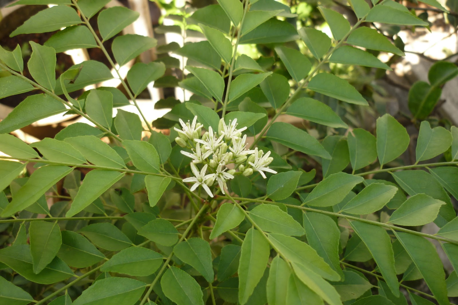 kitchen flavours: Mustard Prawns the Copycat Version / Garden