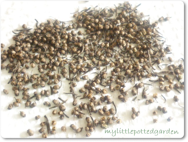 My Little Potted Garden: Tarragon