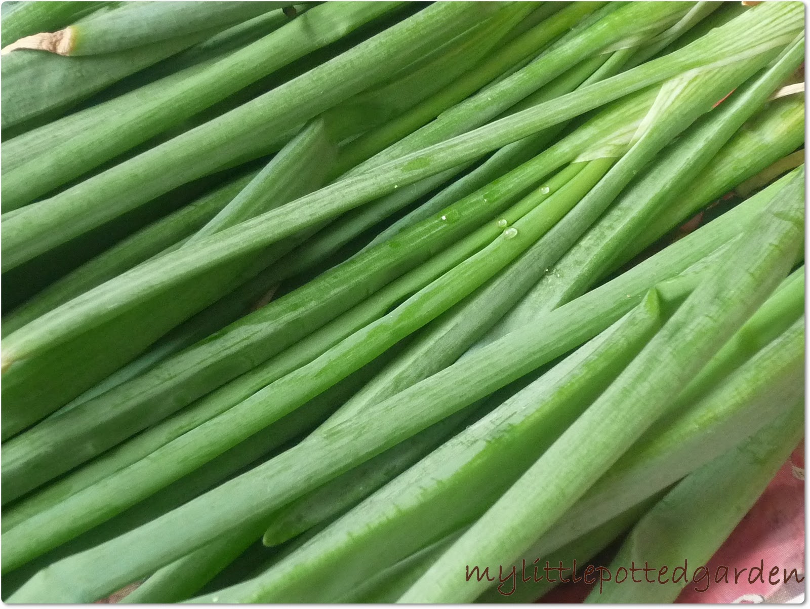 My Little Potted Garden: Harvest Spring Onions, The Express Way!