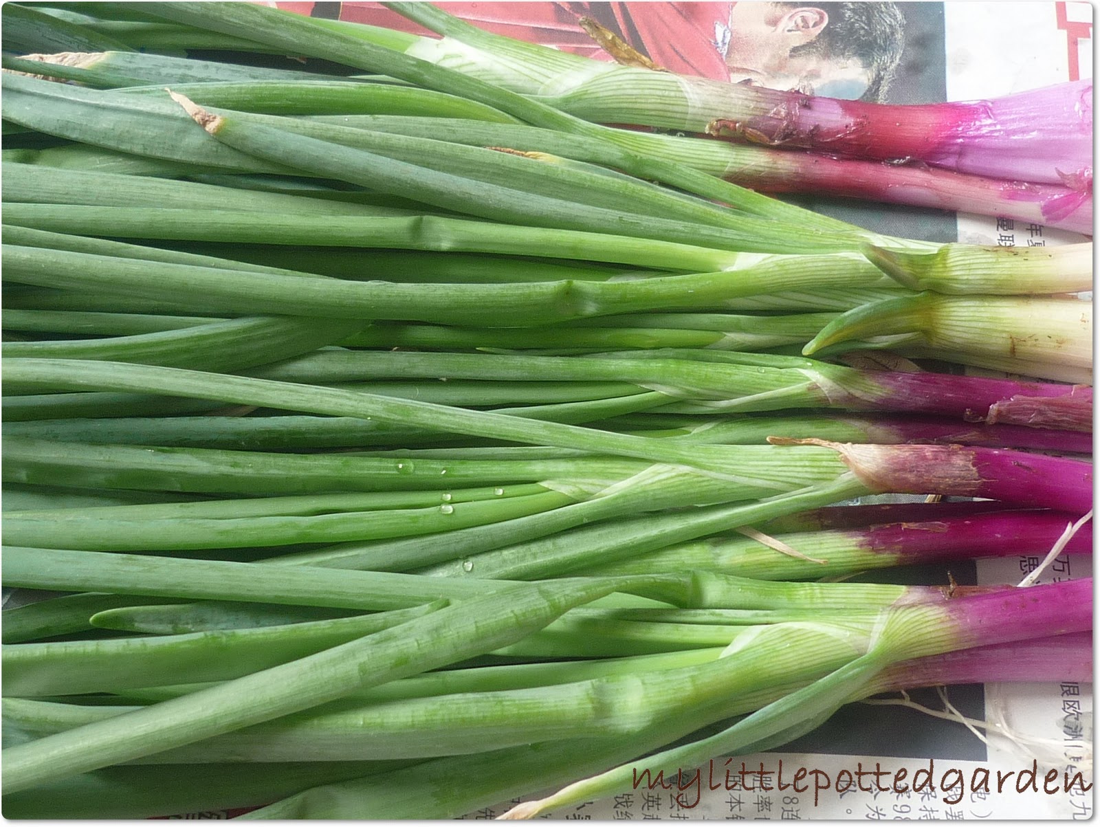 My Little Potted Garden: Harvest Spring Onions, The Express Way!