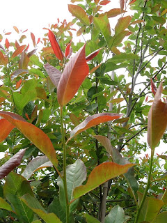 IPN Leaf Line: Spectacular 'Wildfire' Black Gum