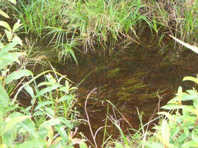 Wildbetta: Hunt for Betta Tomi