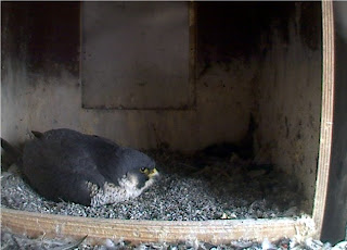 Falco Peregrinus, Slechtvalken: Brood Patch